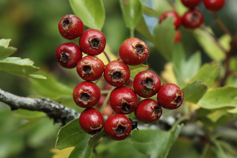 Absceso perianal: causas y tratamientos efectivos • Monty.es